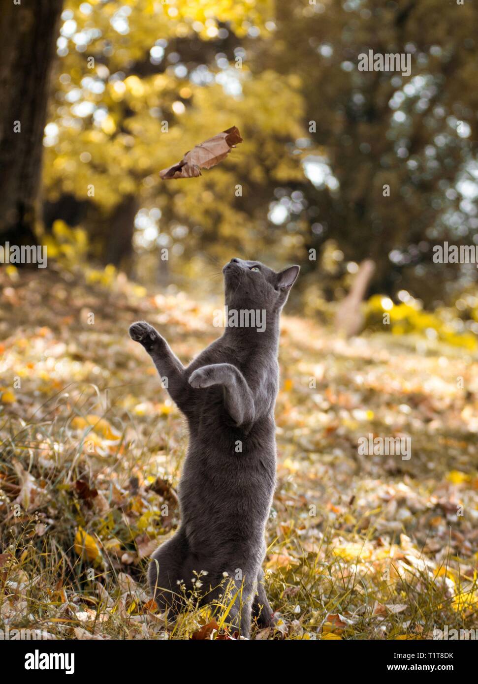 Russian blue cat playing in park outdoors Stock Photo - Alamy