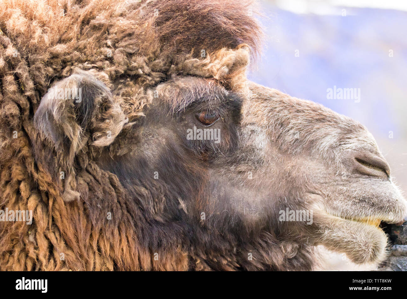 Camel eyes hi-res stock photography and images - Alamy