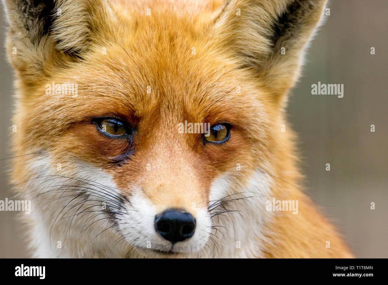 Red fox beautiful animal hi-res stock photography and images - Alamy