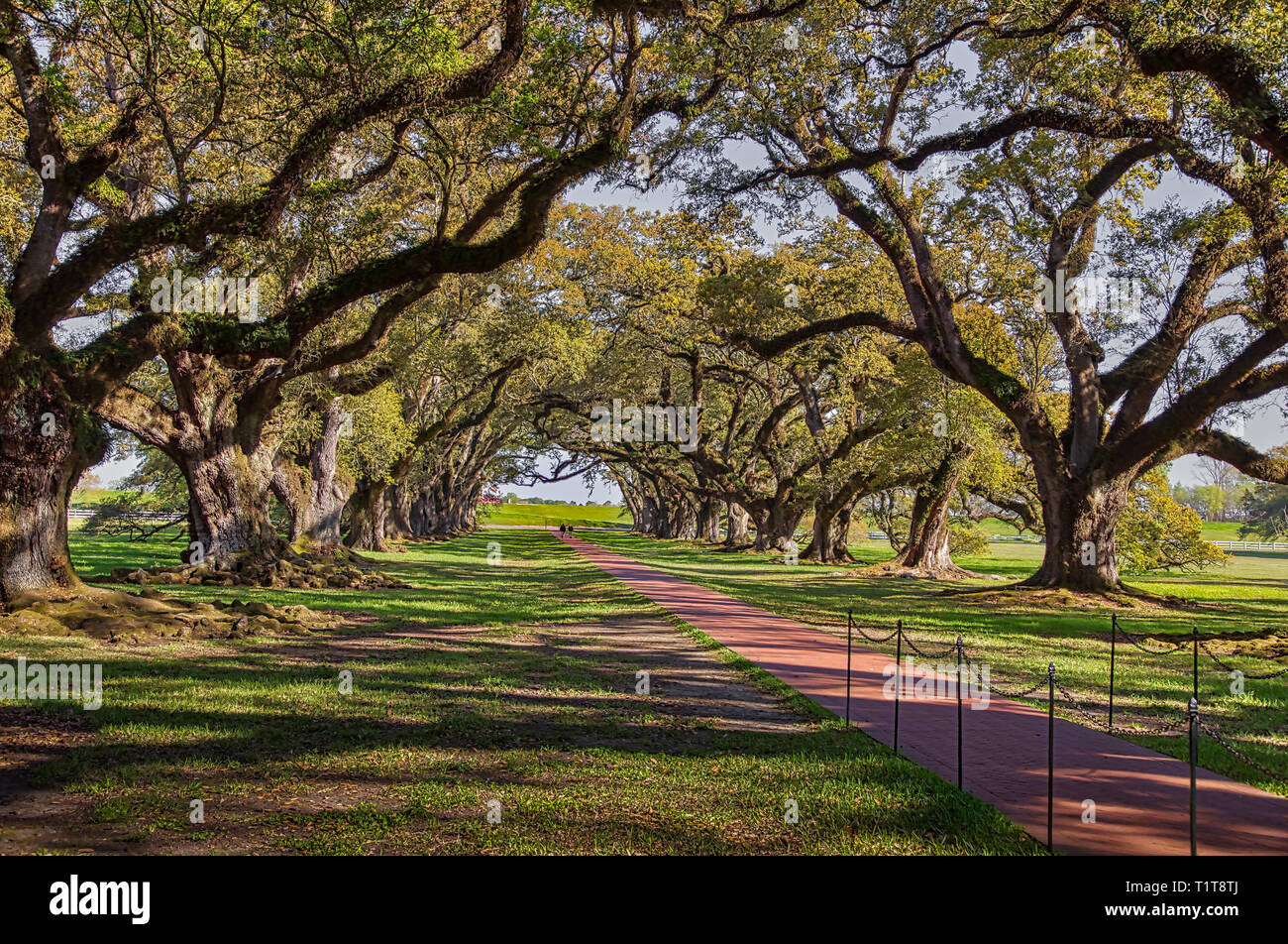 oak alley plantation Stock Photo - Alamy