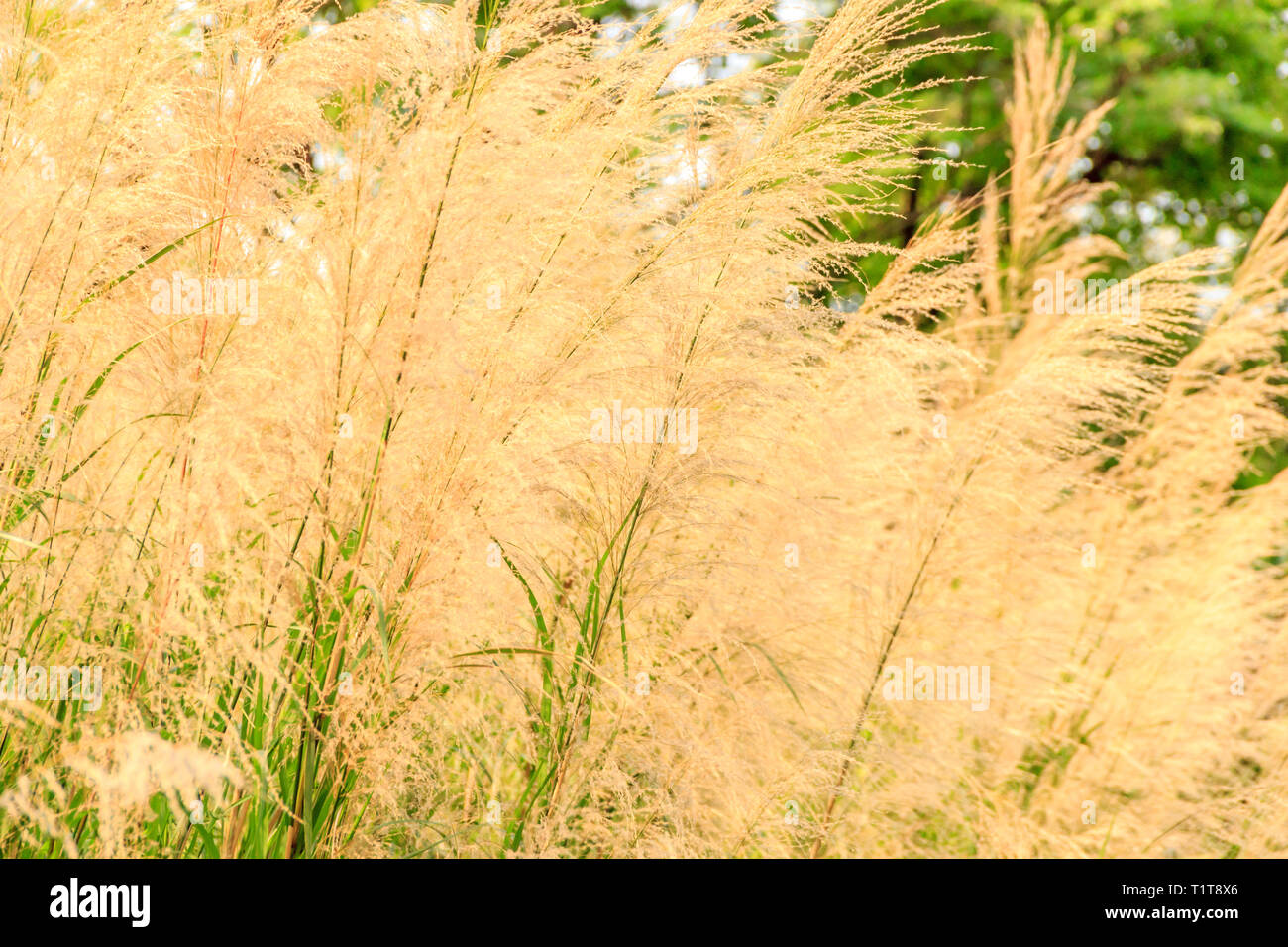Lots of reed in Hong Kong Stock Photo - Alamy
