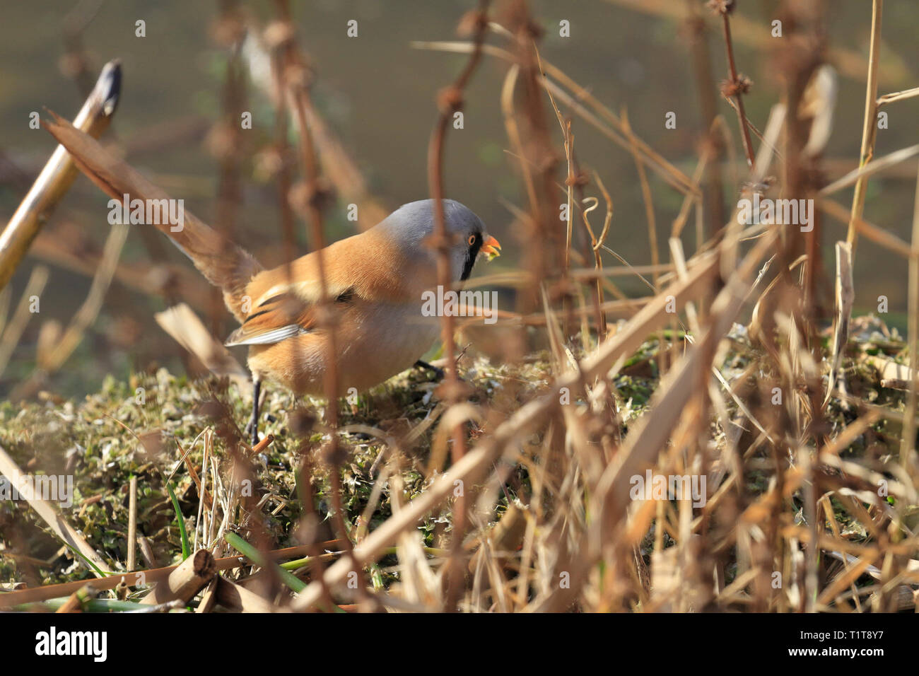 Male bearded reedling frequently known as the bearded tit, Panurus ...