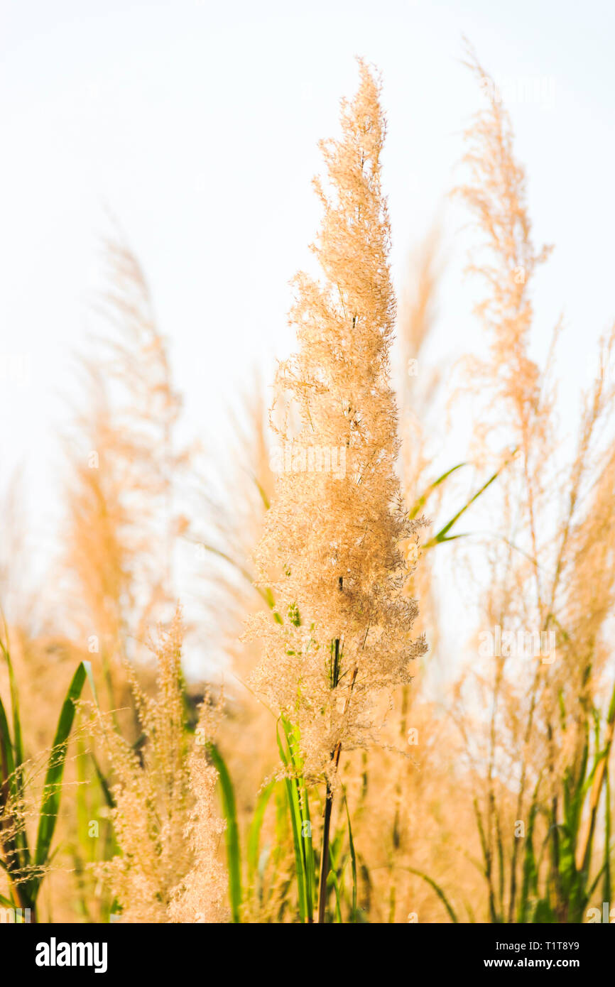 Reed in Hong Kong Stock Photo - Alamy