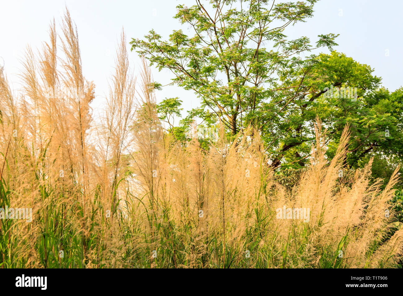 Reed wallpaper hi-res stock photography and images - Alamy