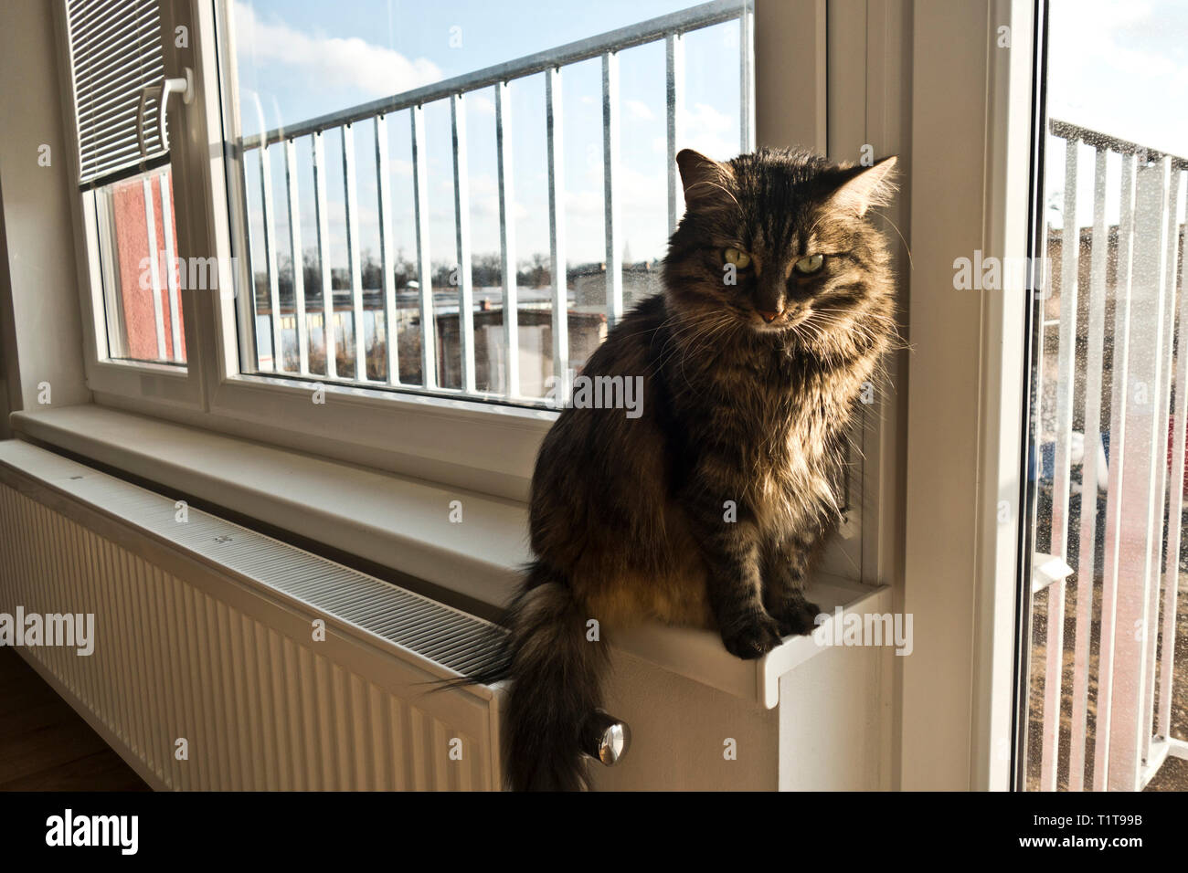 domestic cat by the window Stock Photo - Alamy