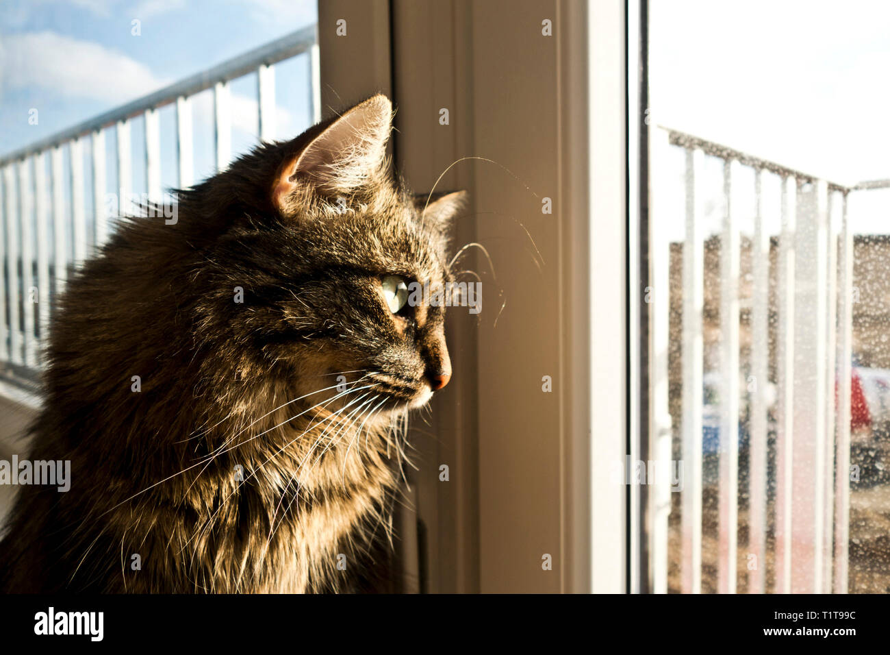 domestic cat by the window looking out Stock Photo - Alamy