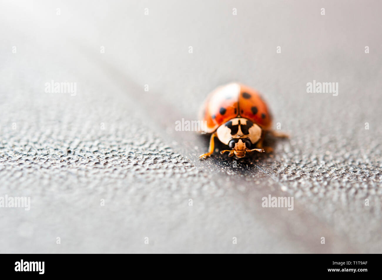 ladybug or ladybird close up Stock Photo - Alamy