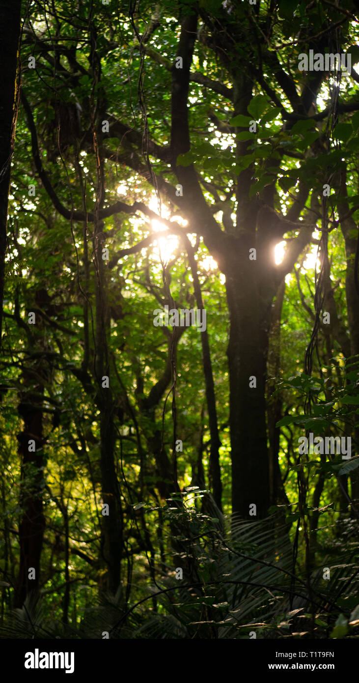 Lit forest hi-res stock photography and images - Alamy