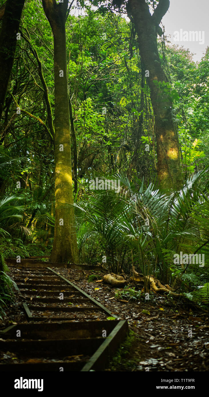 Lit forest hi-res stock photography and images - Alamy