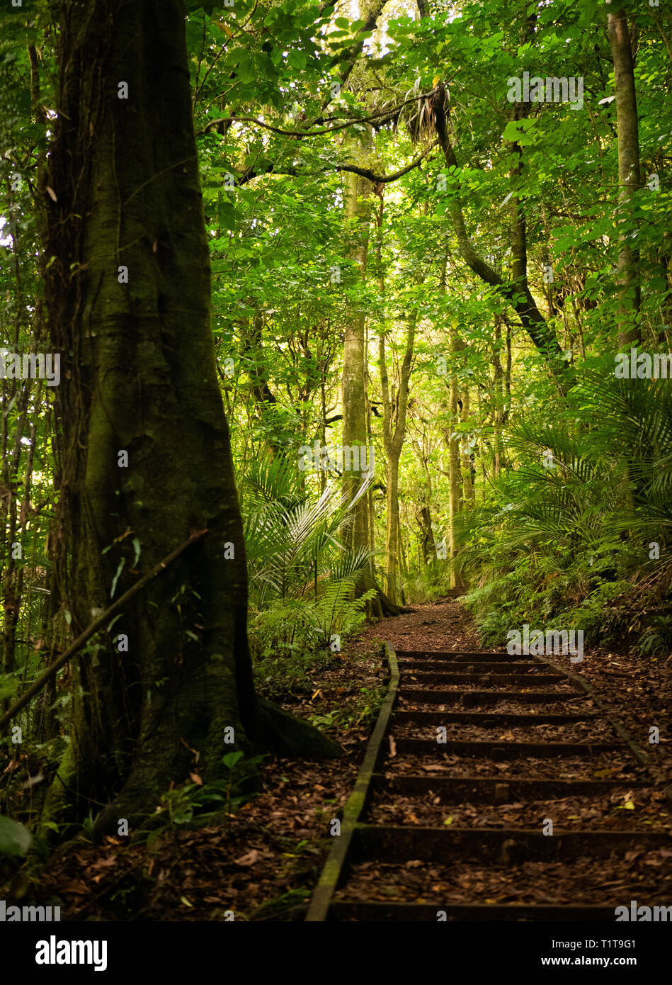 Lit forest hi-res stock photography and images - Alamy