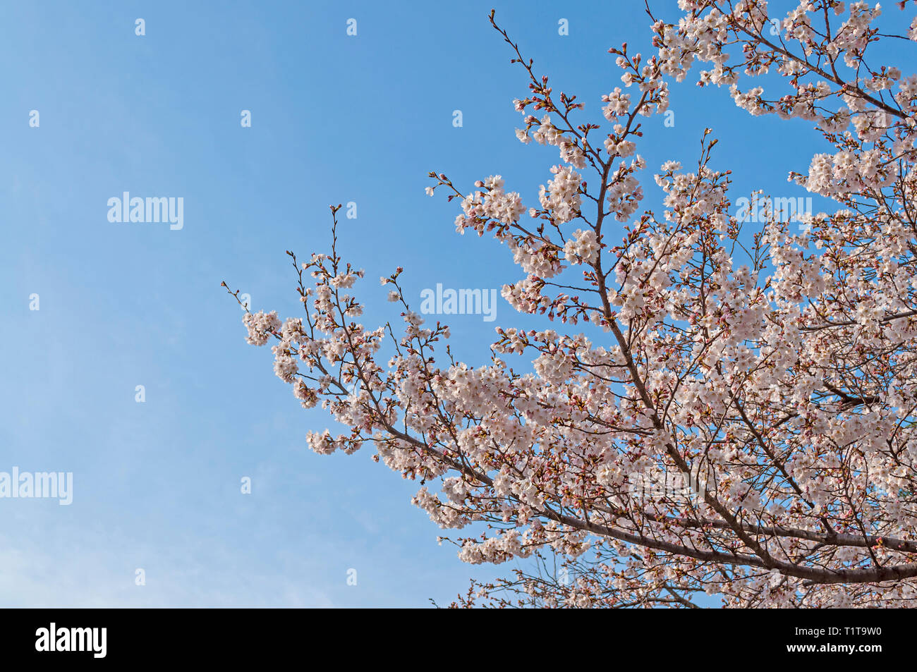 Early blooming sakura tree flower with blue sky in the background Stock ...