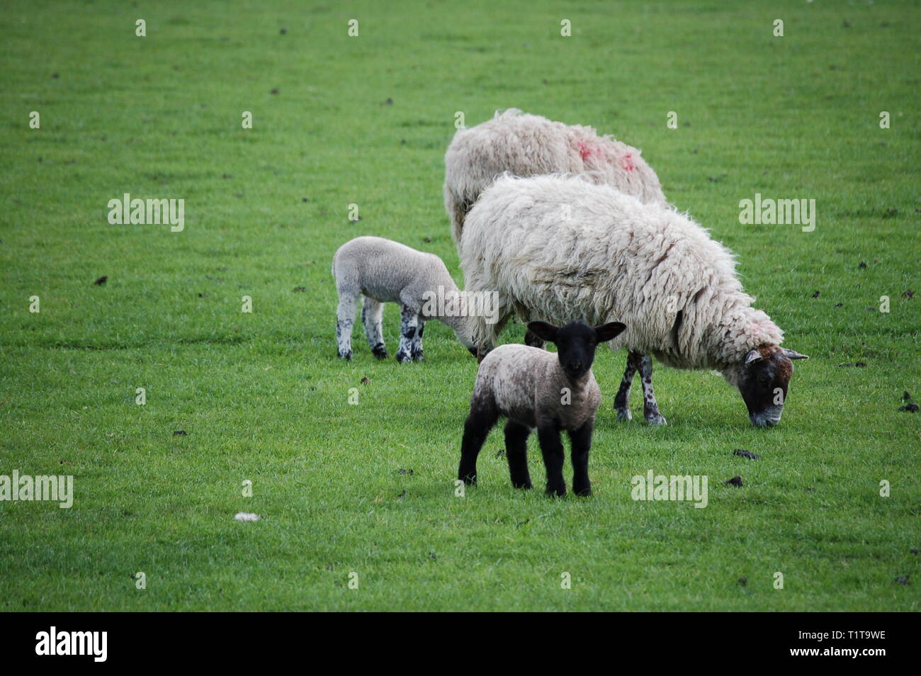 Spring lambs and sheep in field looking into lens Stock Photo - Alamy
