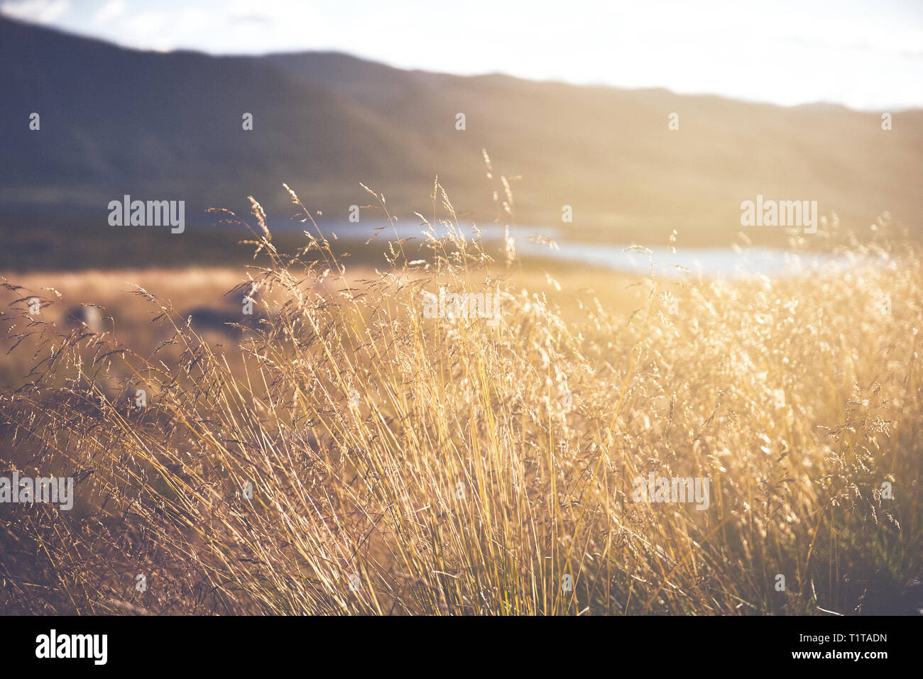 Scenic landscape grassy meadow hi-res stock photography and images - Alamy