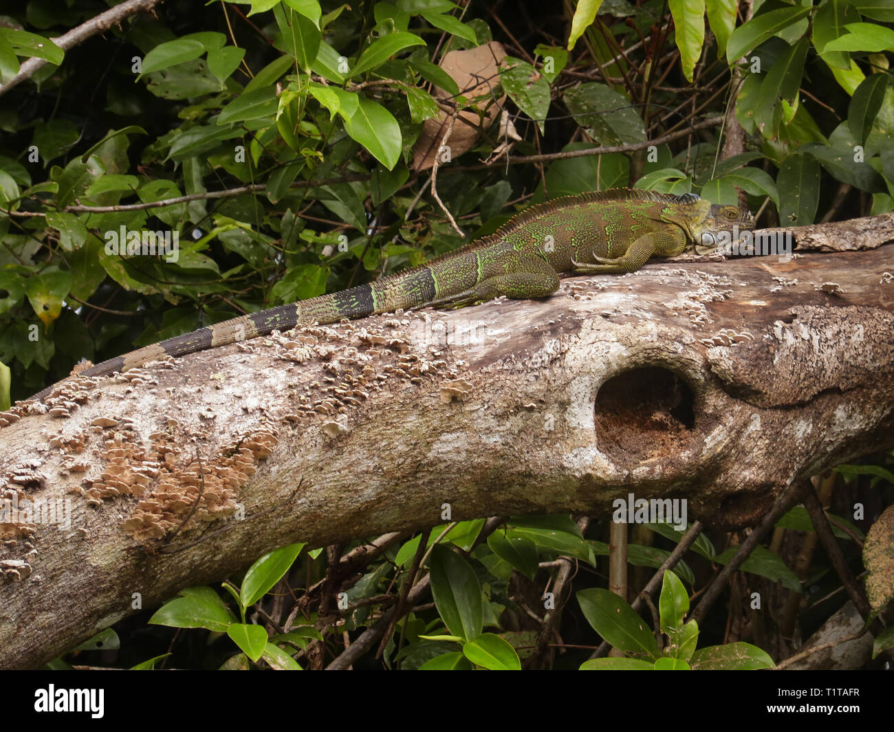The green iguana (Iguana iguana), also known as the American iguana, is ...