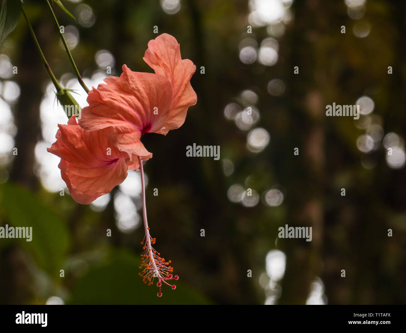 Hibiscus rosa-sinensis, known colloquially as Chinese hibiscus, China ...