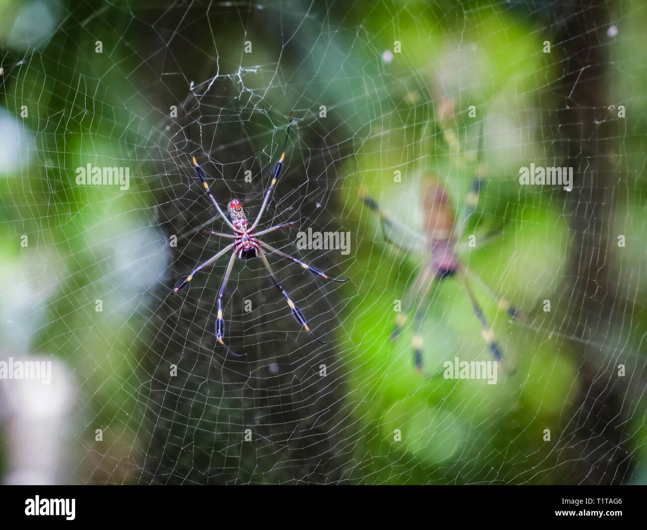 The golden silk orb-weavers (Nephila) are a genus of araneomorph ...