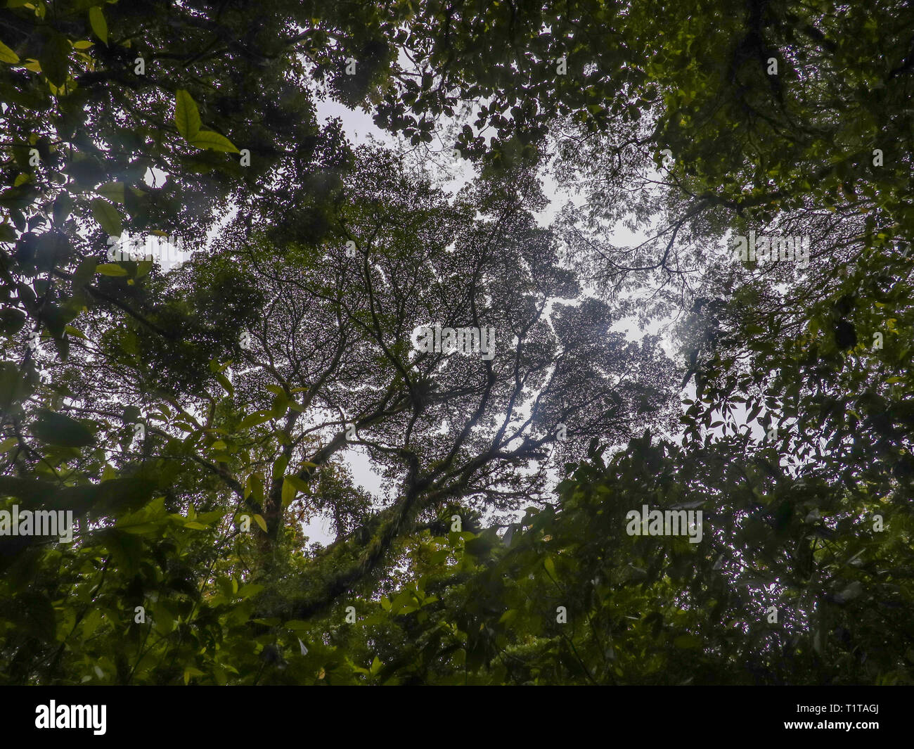 Broccoli tree looking up at sky Stock Photo - Alamy