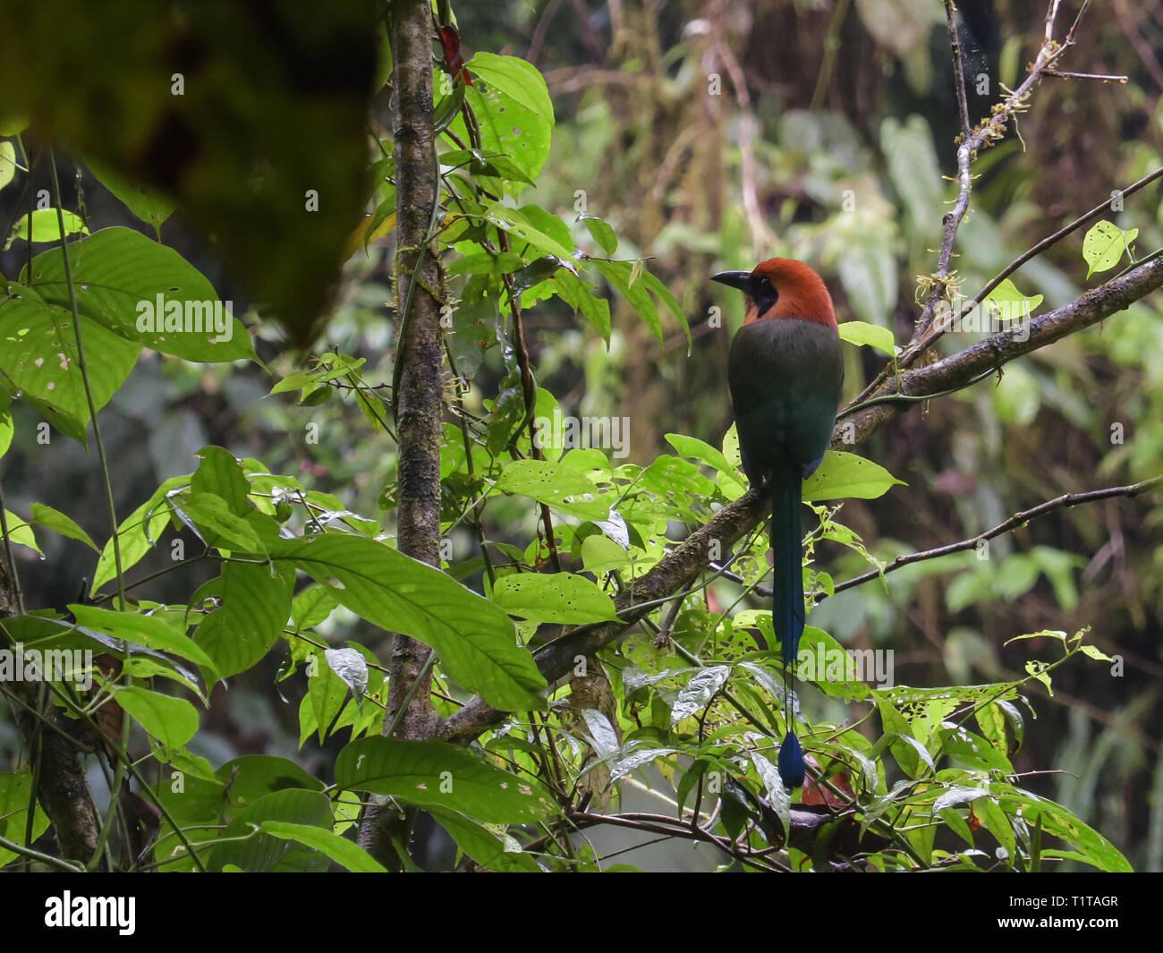 Green broad leaves jungle hi-res stock photography and images - Alamy
