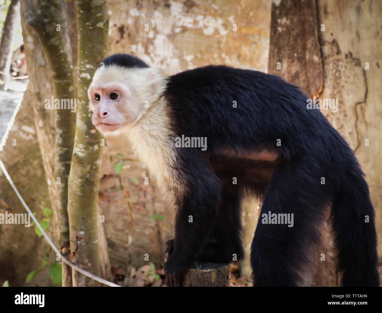 The Panamanian white-faced capuchin (Cebus imitator), also known as the ...