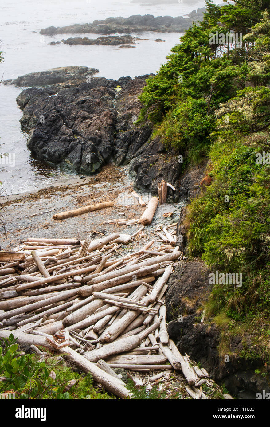 Wash up logs on the West Coast of Vancouver Island near Ucluelet Stock ...