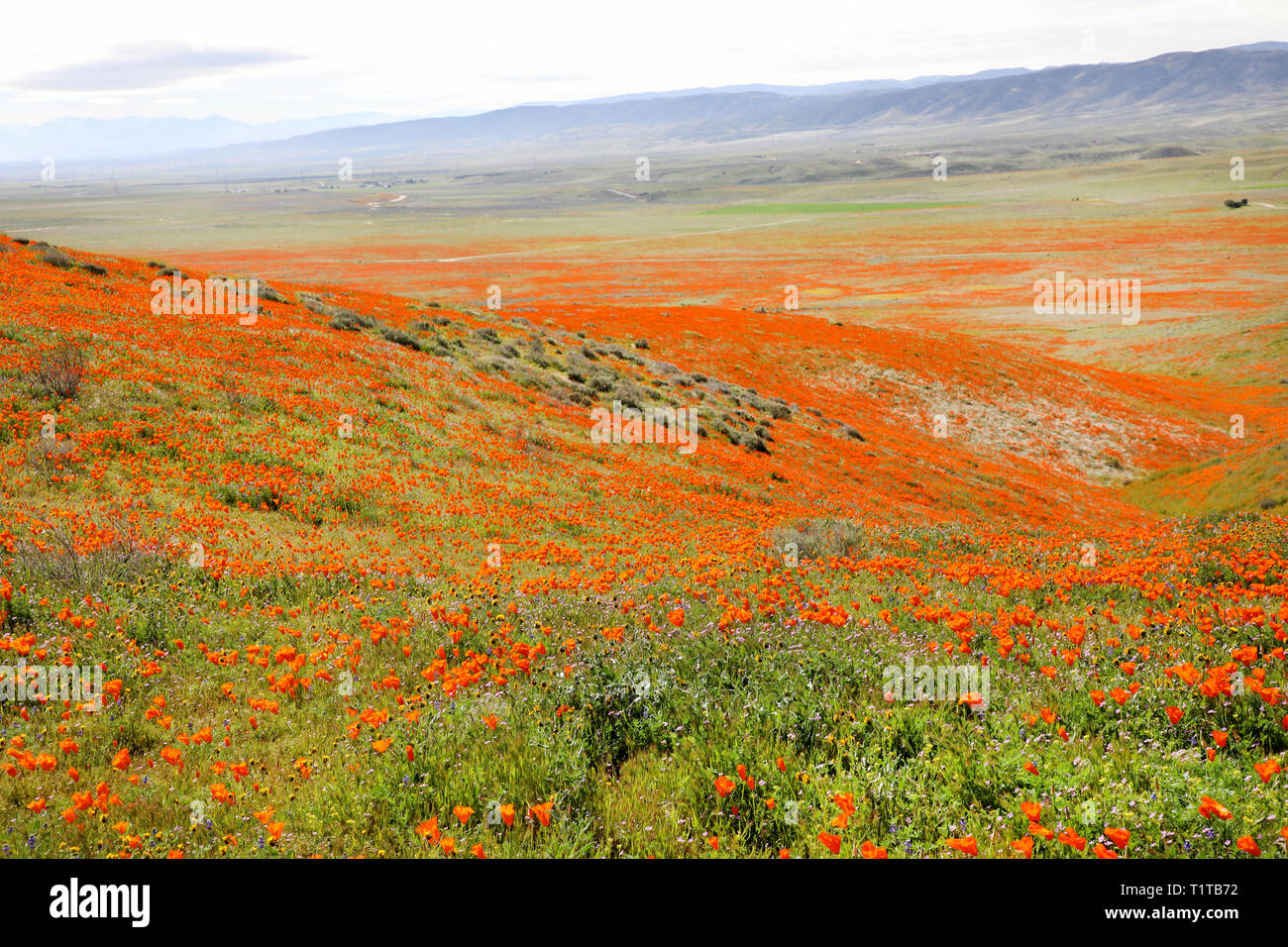 Antelope Valley California Poppy Reserve Wild Flower Field Super Bloom ...