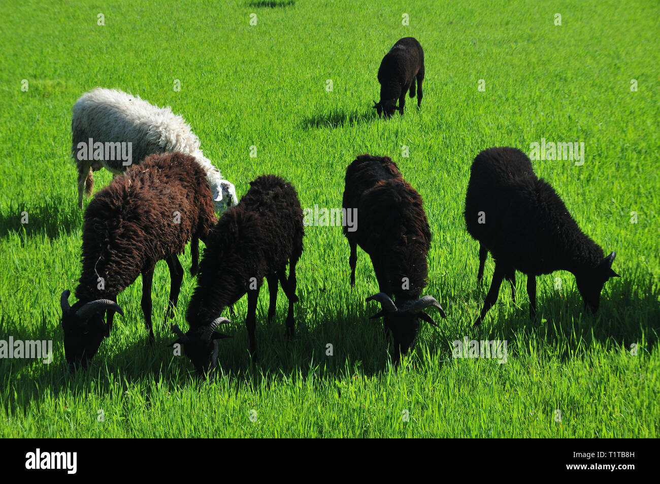 Large flock sheep goats grazing hi-res stock photography and images - Alamy