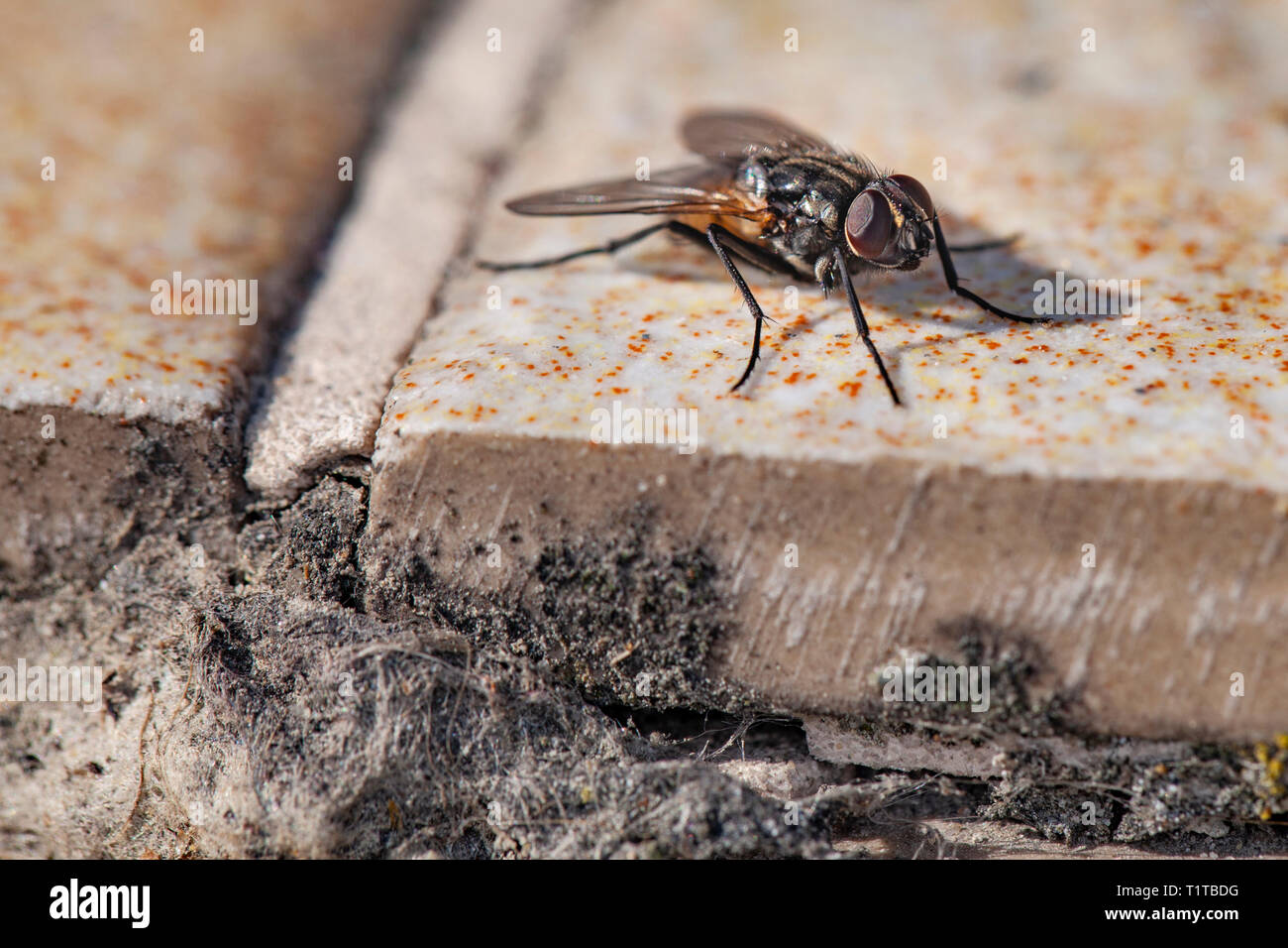 Basking spider hi-res stock photography and images - Alamy