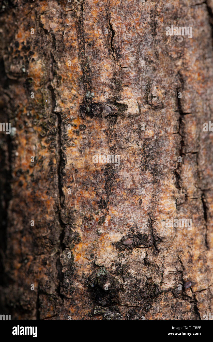 tree bark close up Stock Photo - Alamy