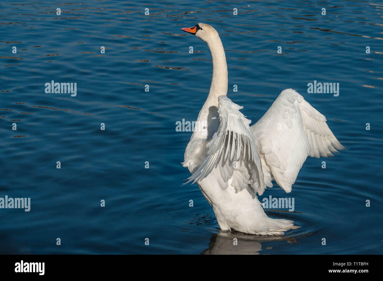 White swan flapping its wings on a river Stock Photo - Alamy