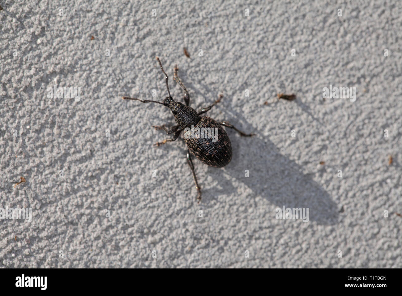 small insect , view from above Stock Photo - Alamy