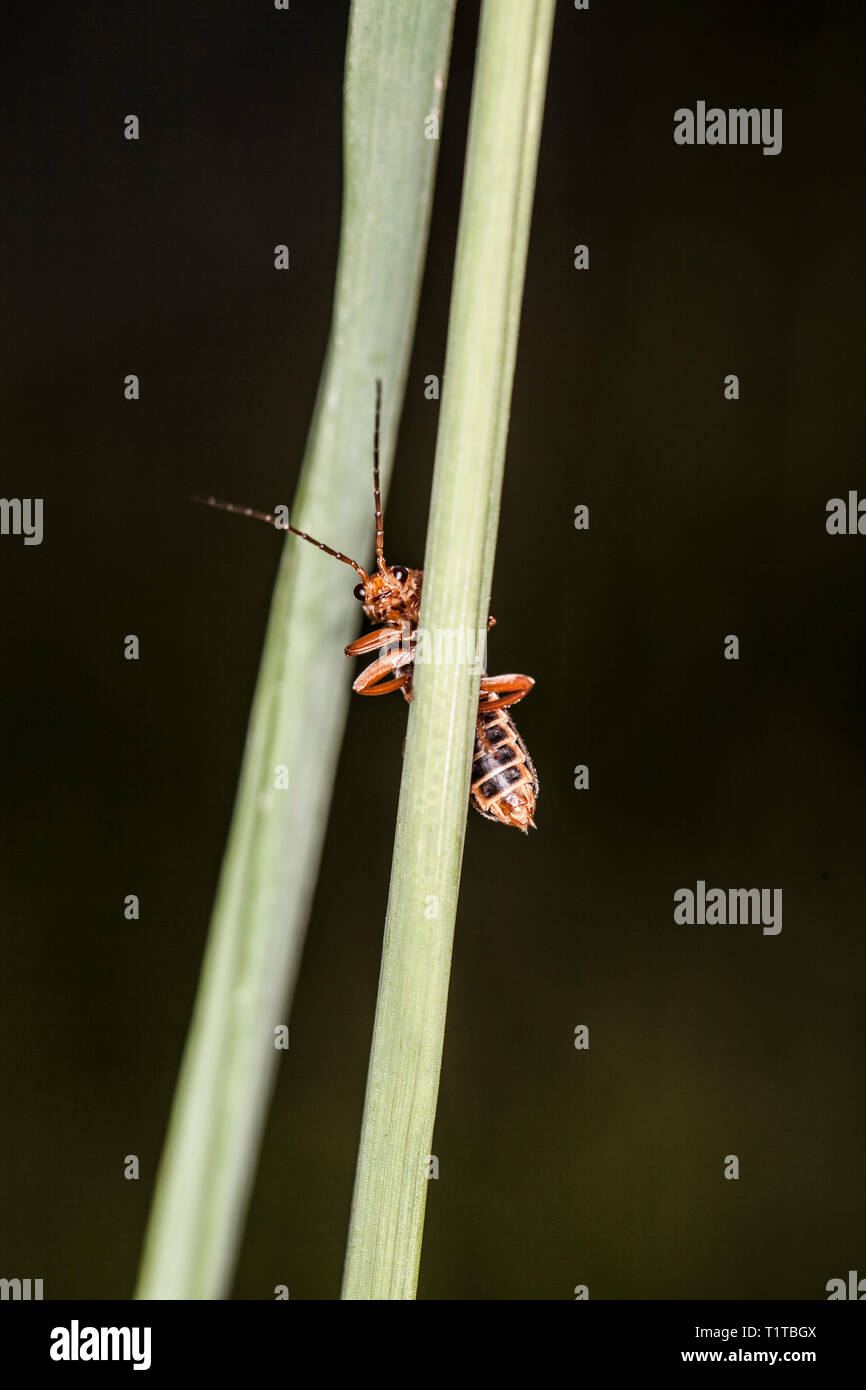 insect looks from behind the grass Stock Photo - Alamy