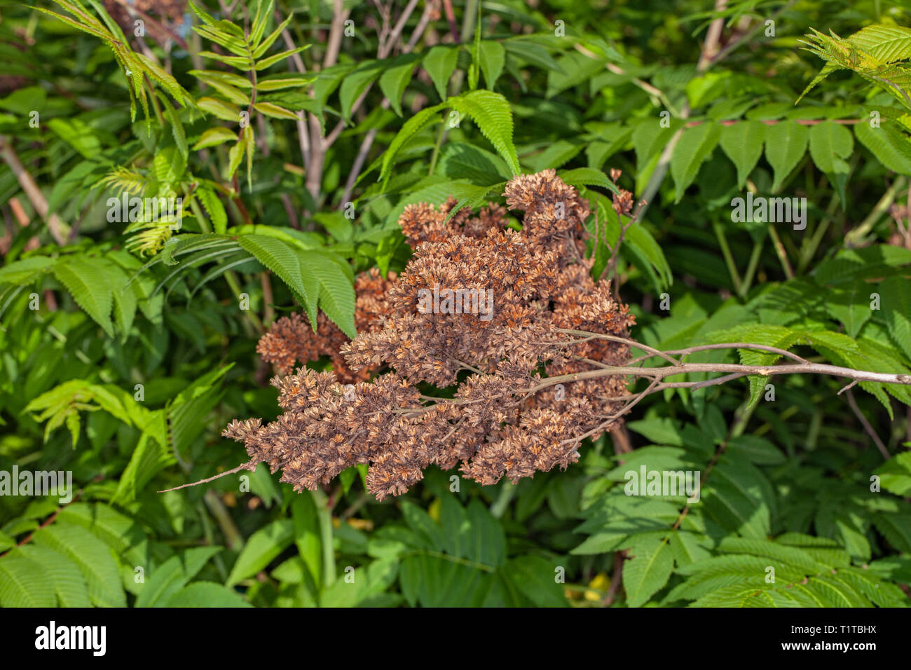 brunch of a plant Stock Photo - Alamy