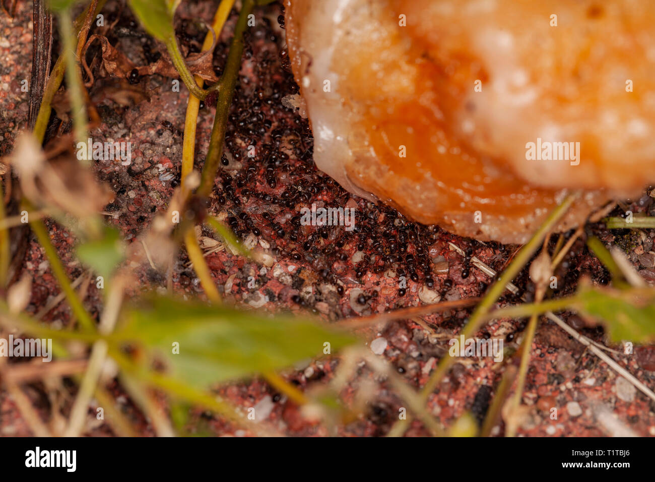 Inside ant nest hi-res stock photography and images - Alamy