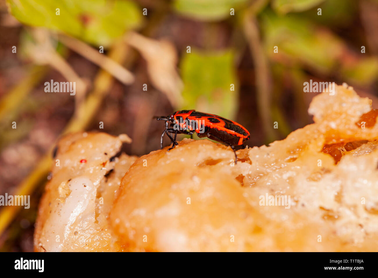Insect heteroptera hi-res stock photography and images - Alamy