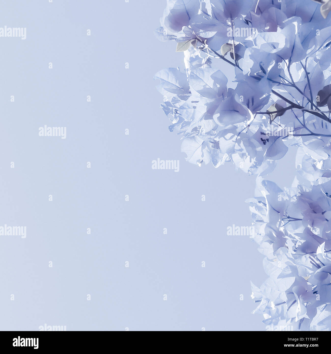 Flower background, spring nature and botanical beauty concept - Blue ...