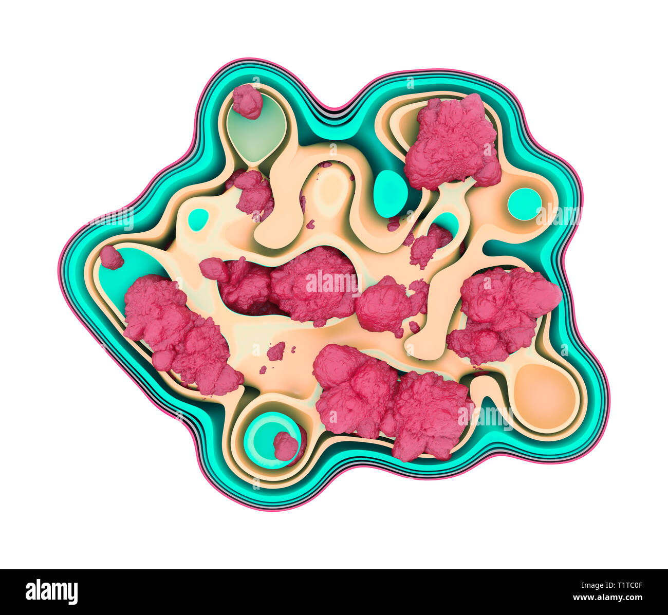 Mutations In Genes Causing Cancer By Accelerating Cell Division ...
