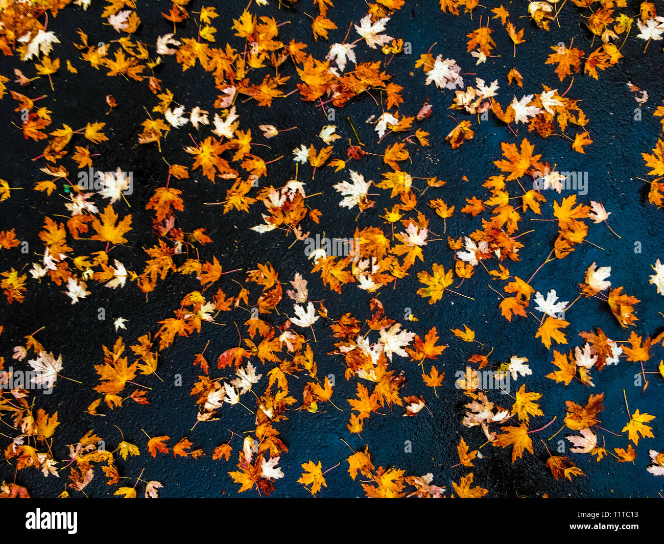 Fall season, weather and environment concept - Autumn leaves and trees ...