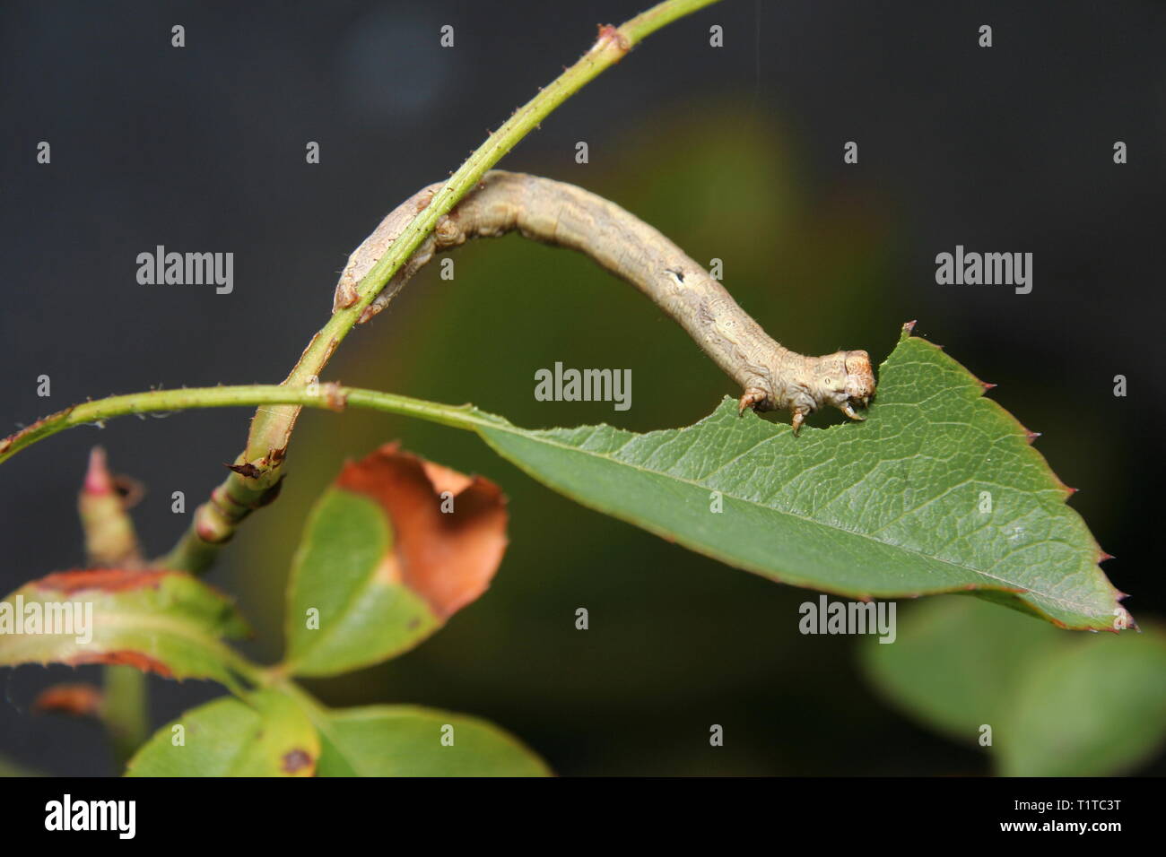 Brown looper moth hi-res stock photography and images - Alamy