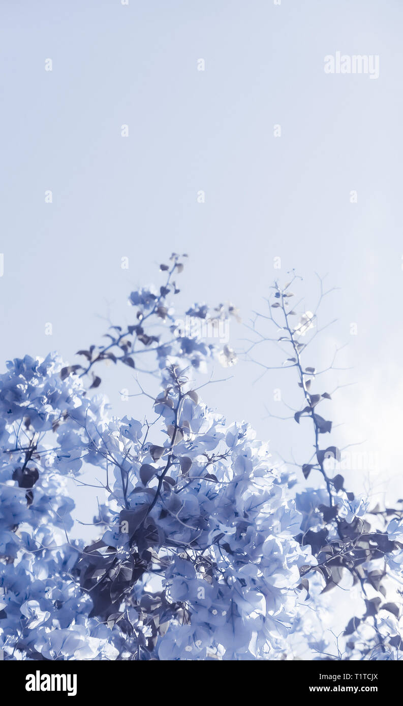Flower background, spring nature and botanical beauty concept - Blue ...