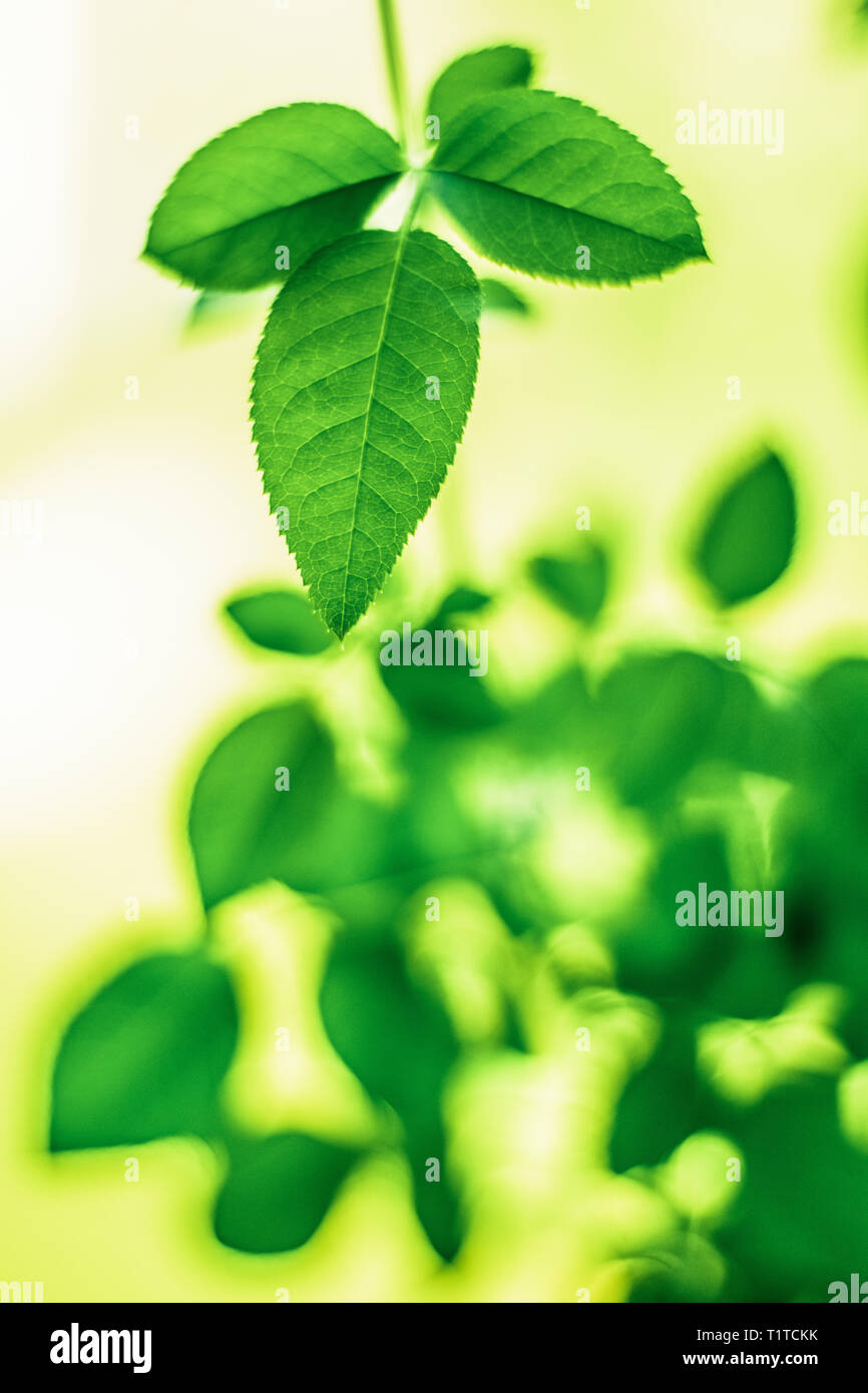 Fresh green leaves in spring - saving nature, healthy environment and ...