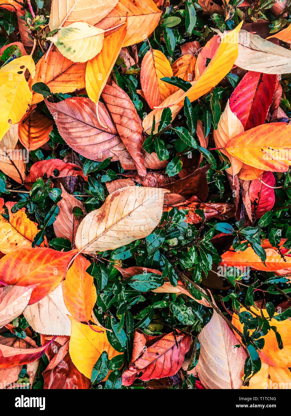 Fall season, weather and environment concept - Autumn leaves and trees ...