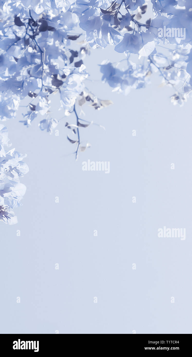 Flower background, spring nature and botanical beauty concept - Blue ...