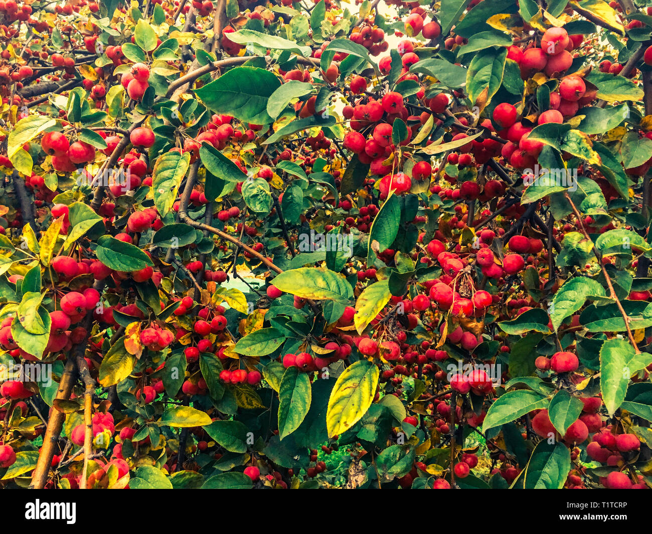 Fall season, weather and environment concept - Autumn leaves and trees ...