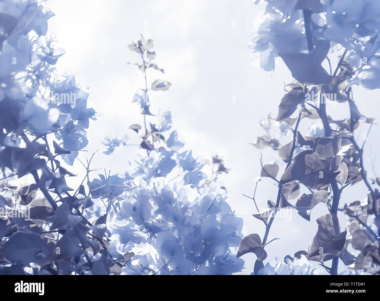Flower background, spring nature and botanical beauty concept - Blue ...