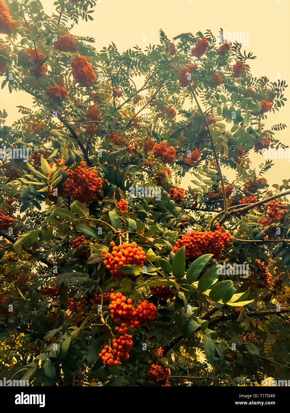 Fall season, weather and environment concept - Autumn leaves and trees ...