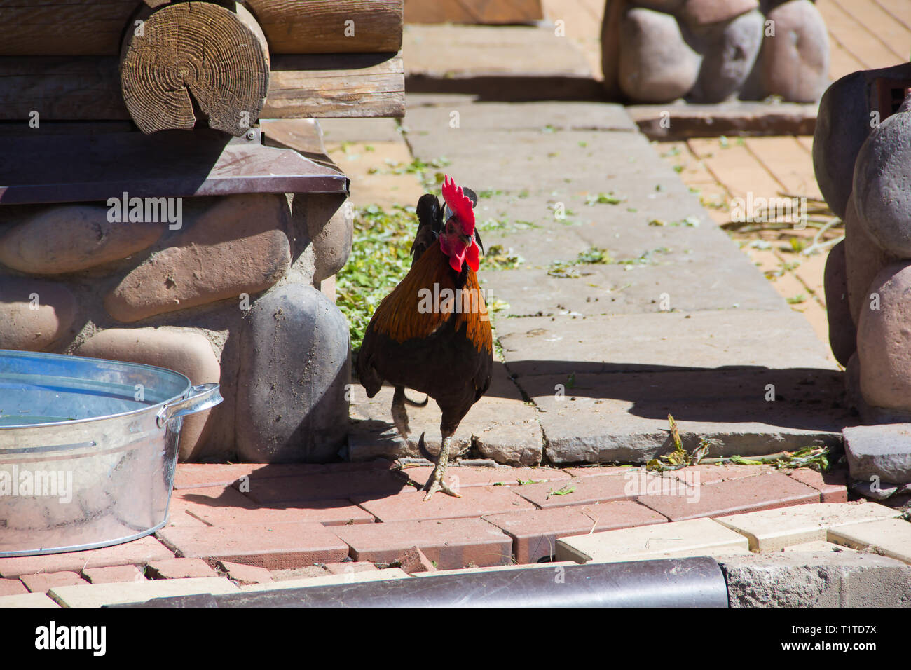 Rooster in the zoo. An important rooster walks through the zoo. Bird in ...