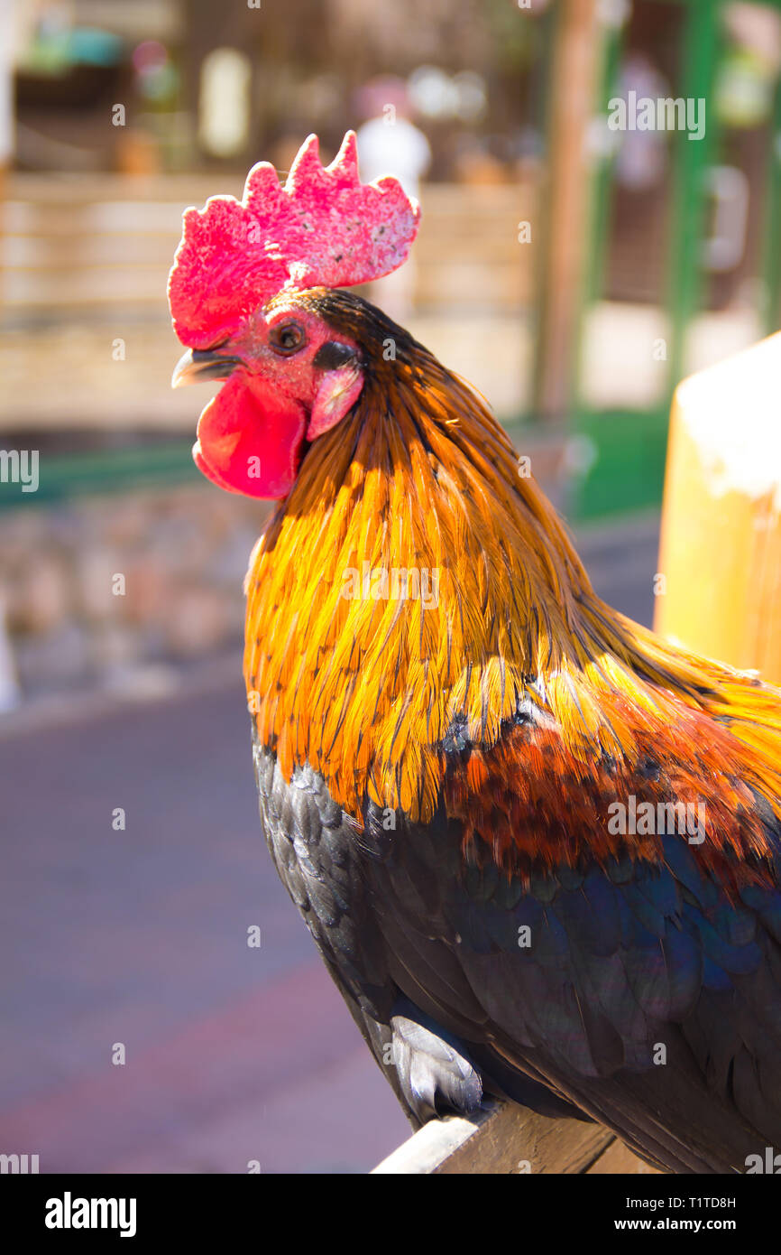 Rooster in the zoo. An important rooster walks through the zoo. Bird in ...