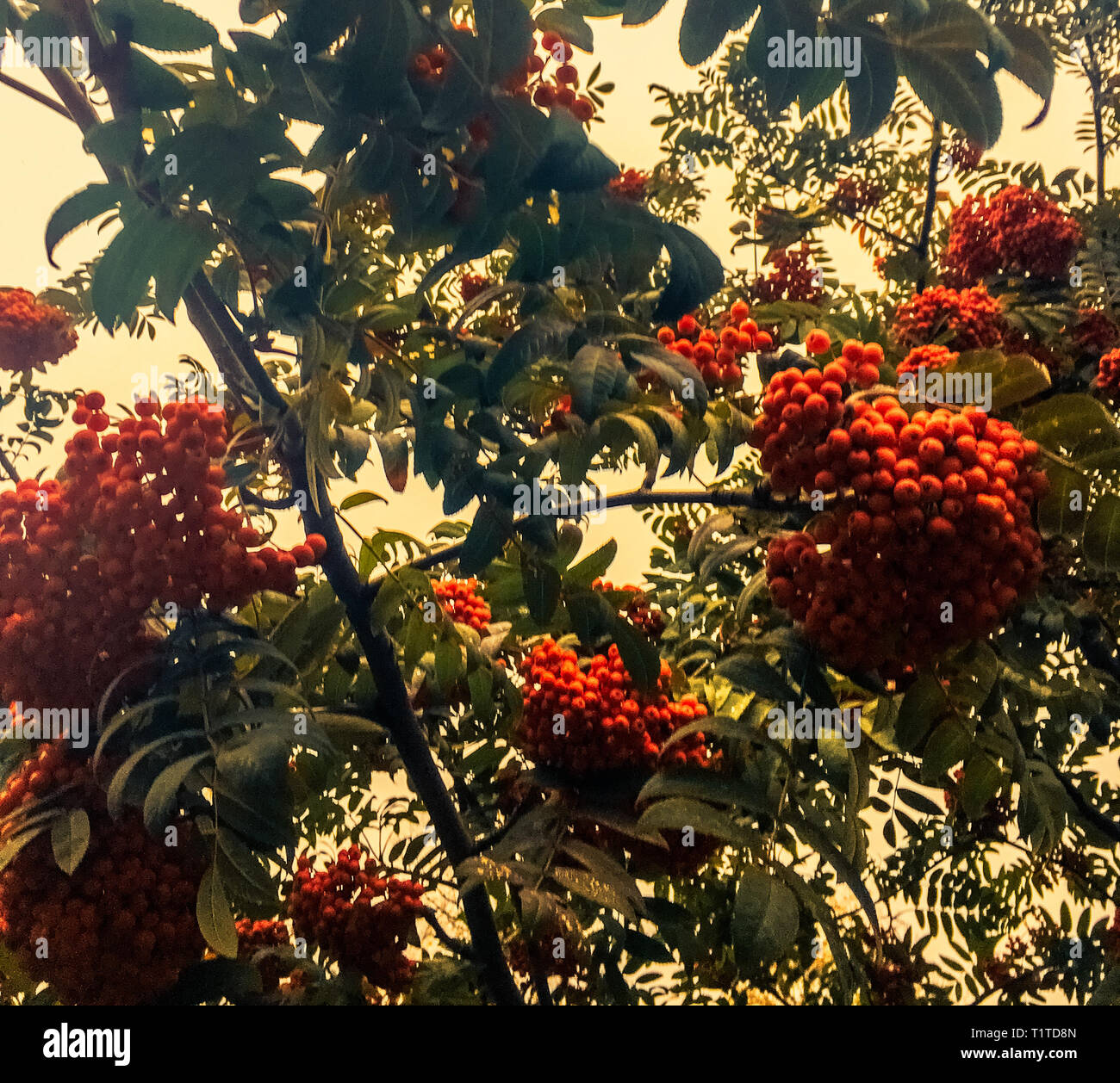 Fall season, weather and environment concept - Autumn leaves and trees ...