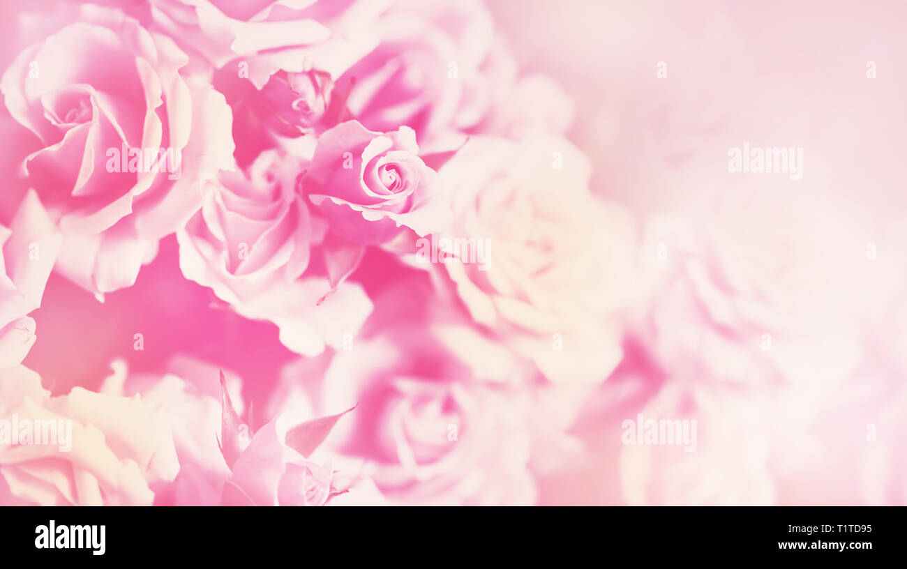 Delicate background with a rose. Pastel background, calm colors. Sweet ...