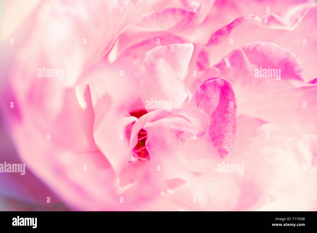 Delicate background with a rose. Pastel background, calm colors. Sweet ...